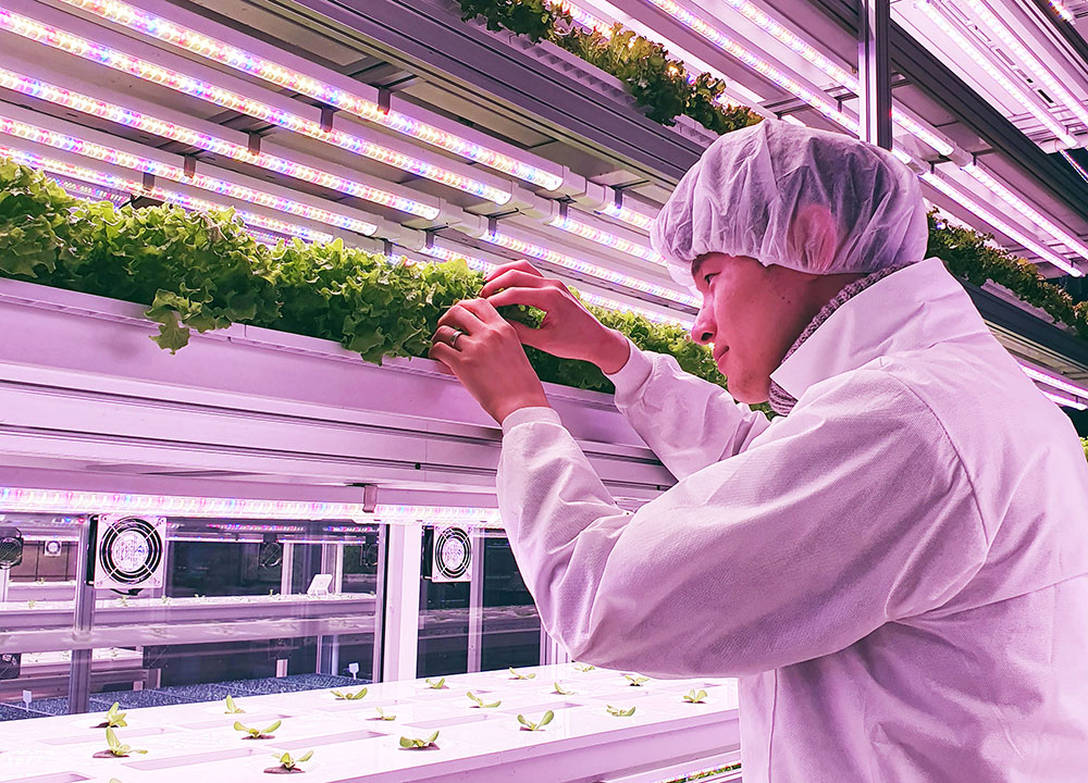 Vertical Farming - Constructor Danmark A/S